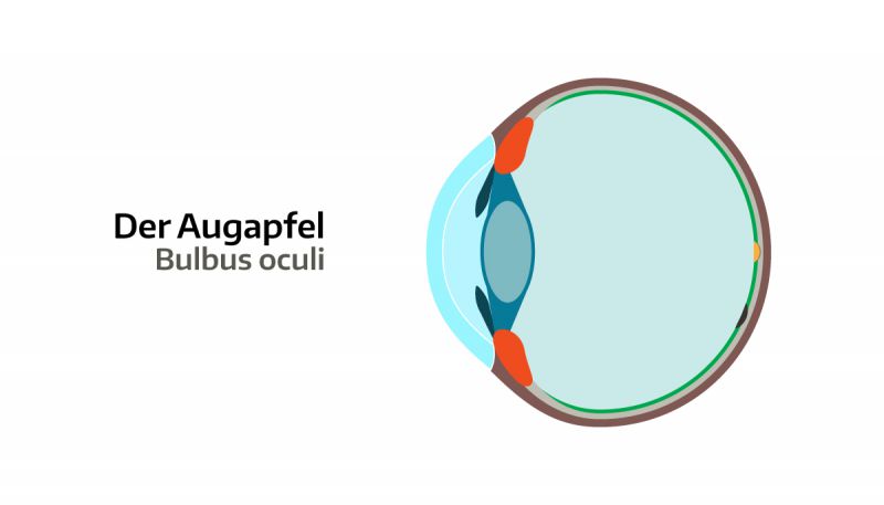 Augapfel Bulbus oculi: Der ultimative Leitfaden - Blickcheck